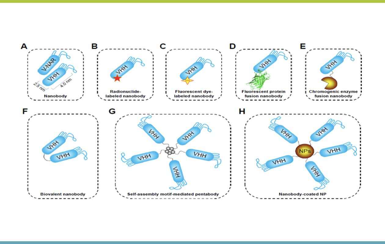 纳博生命科技-NBLST
